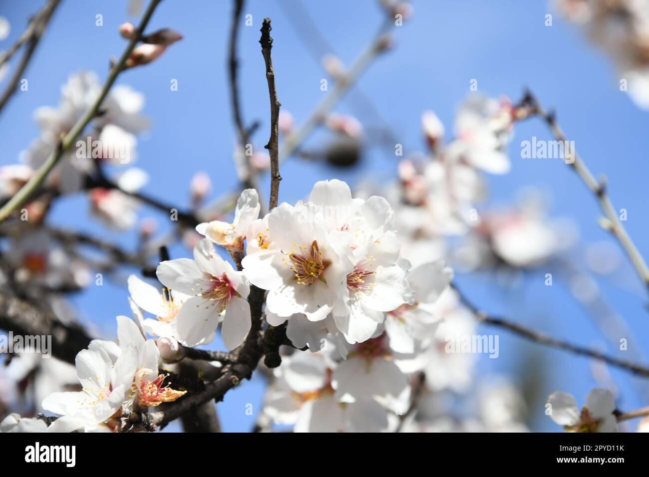 Almond blossoms on almond tree at the Costa Blanca, province of ...