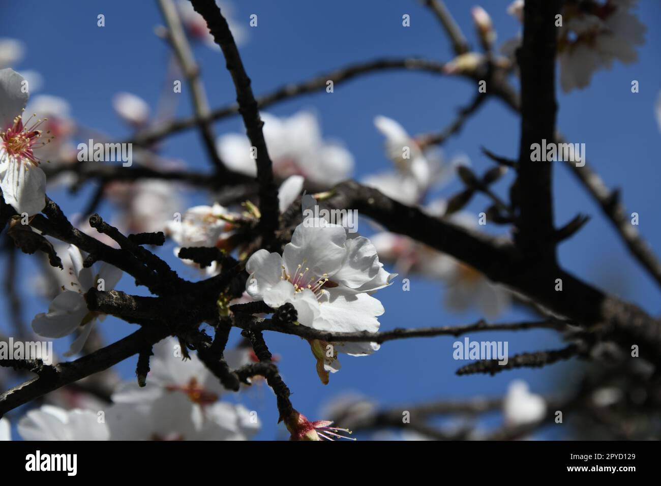 Almond blossoms on almond tree at the Costa Blanca, province of ...