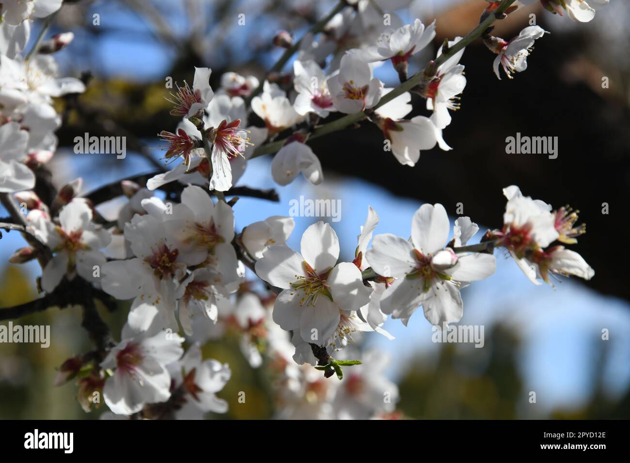 Almond blossoms on almond tree at the Costa Blanca, province of ...