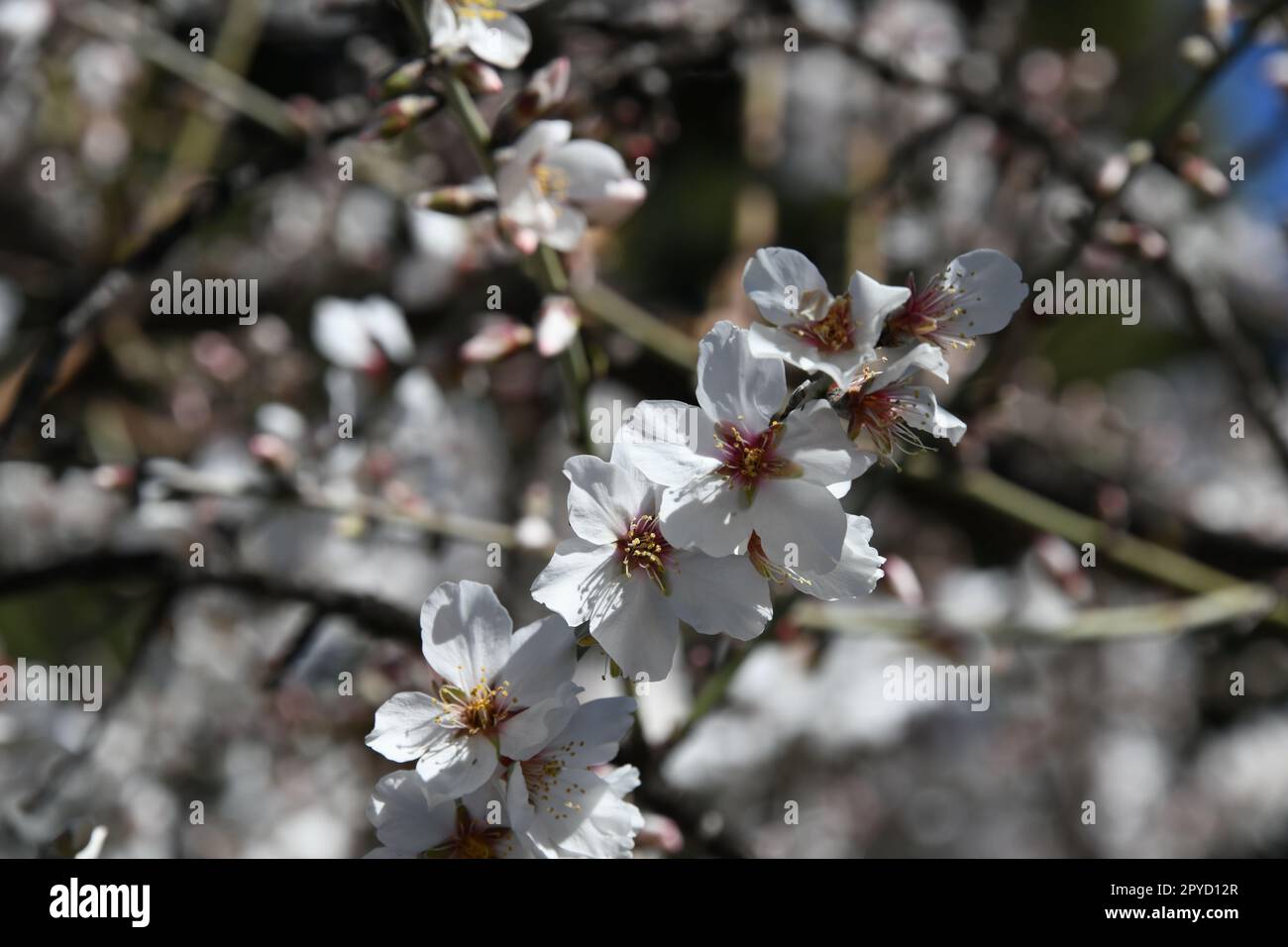Almond blossoms on almond tree at the Costa Blanca, province of ...