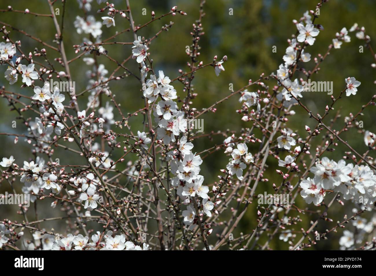 Almond blossoms on almond tree at the Costa Blanca, province of ...