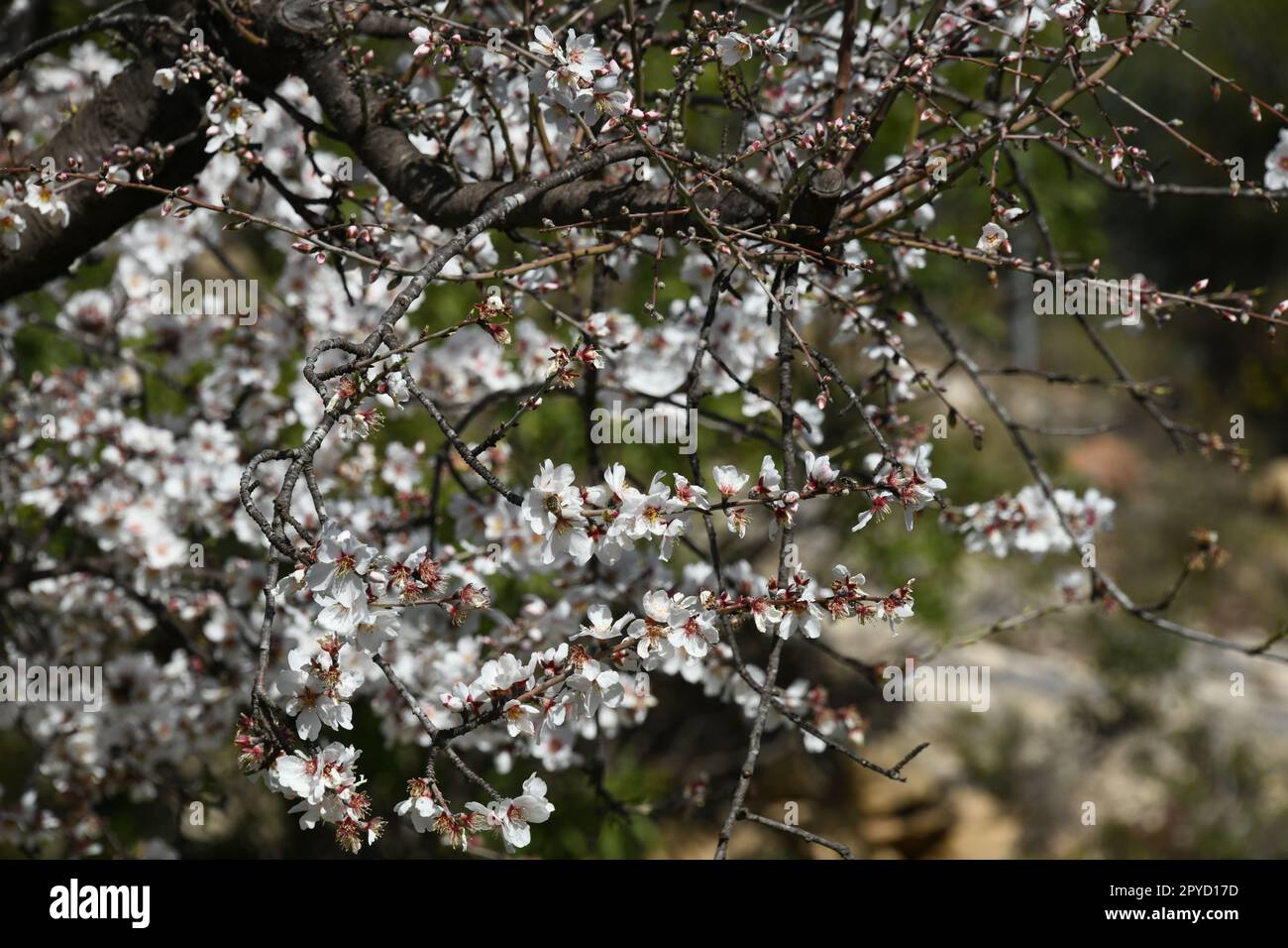 Almond blossoms on almond tree at the Costa Blanca, province of ...
