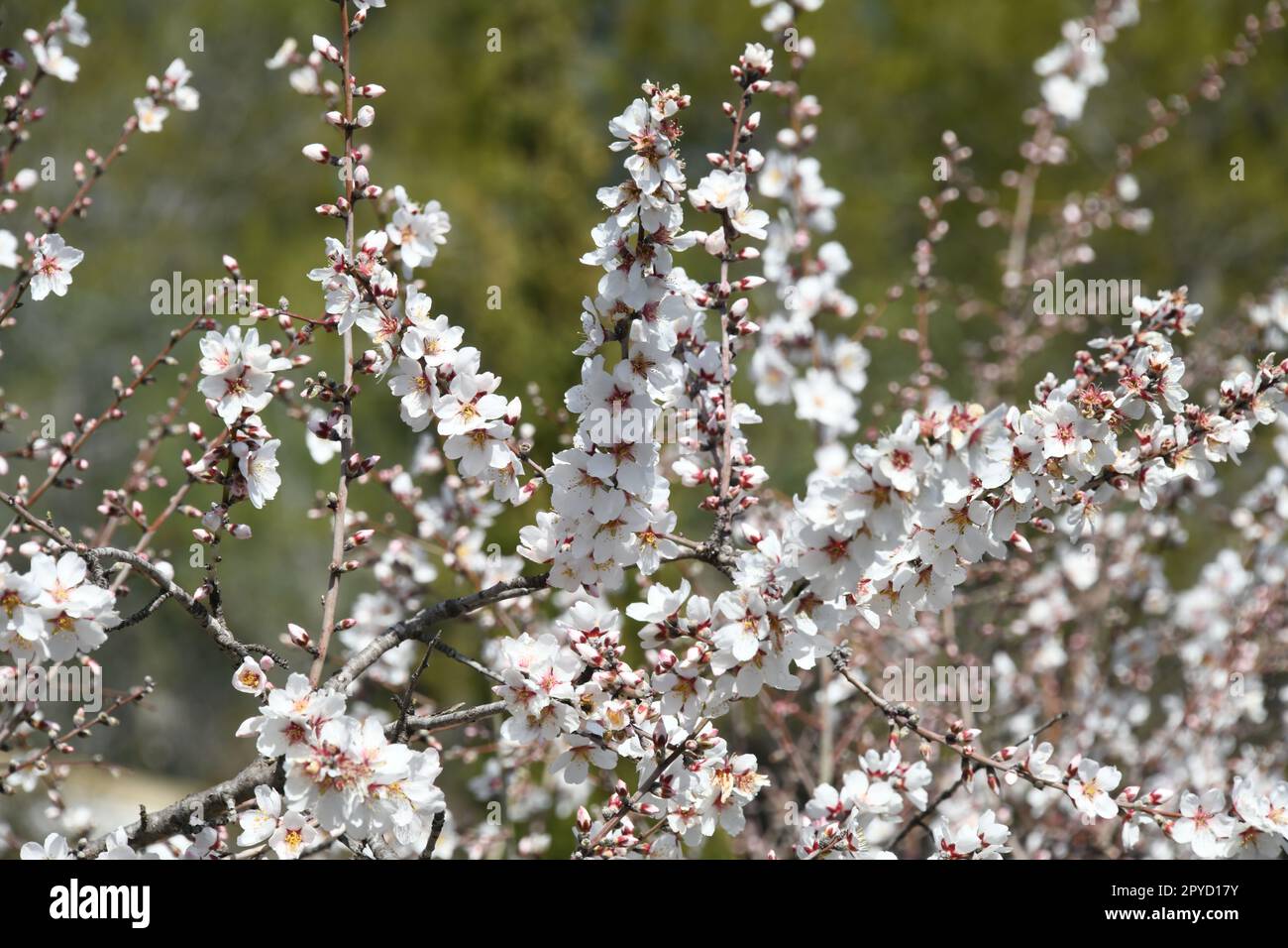 Almond blossoms on almond tree at the Costa Blanca, province of ...