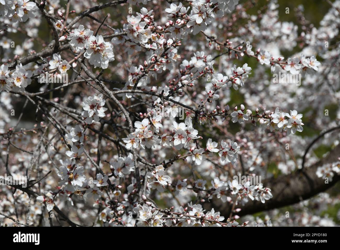 Almond blossoms on almond tree at the Costa Blanca, province of ...