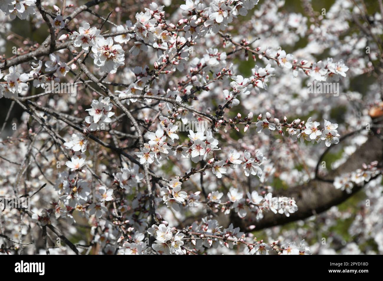 Almond blossoms on almond tree at the Costa Blanca, province of ...