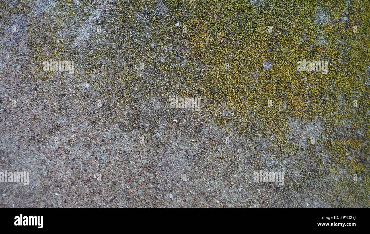 Mossy old concrete. Green moss on the stone. Concrete wall covered with ...