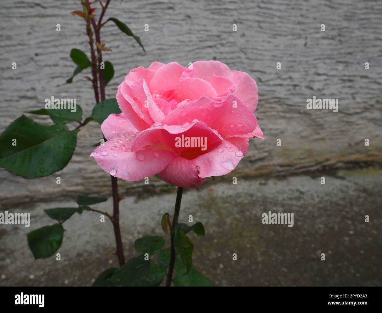 Blooming romantic fresh rouge rose. Pink and crimson roses bloom in the ...