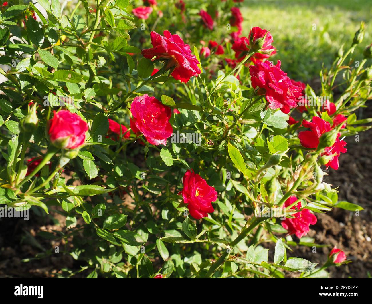 Dwarf roses hi-res stock photography and images - Alamy