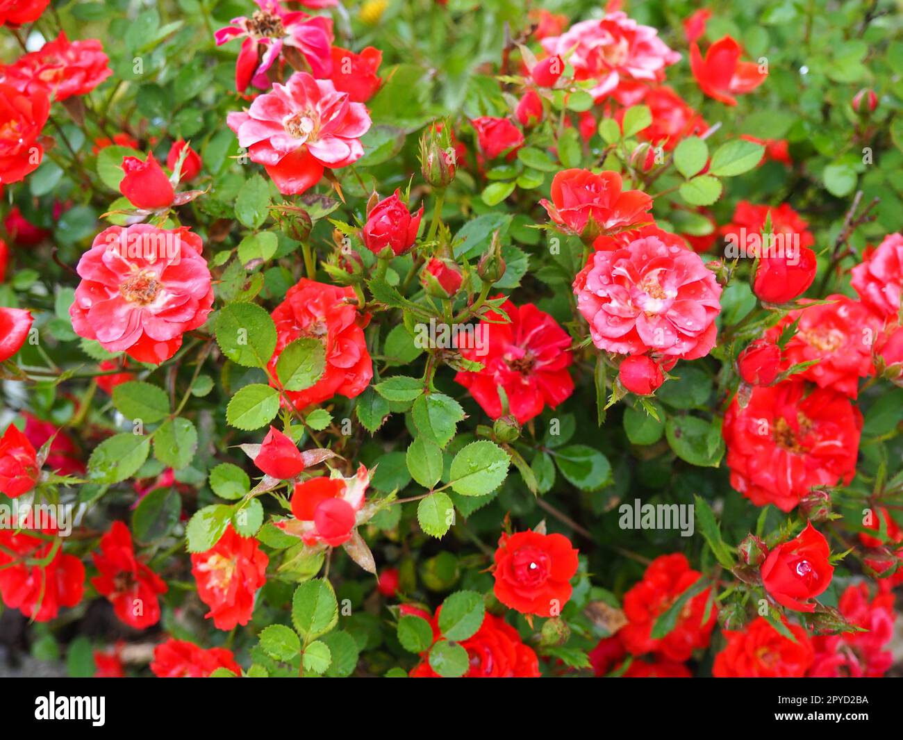 red roses bushes. many small red roses on bushes Stock Photo - Alamy