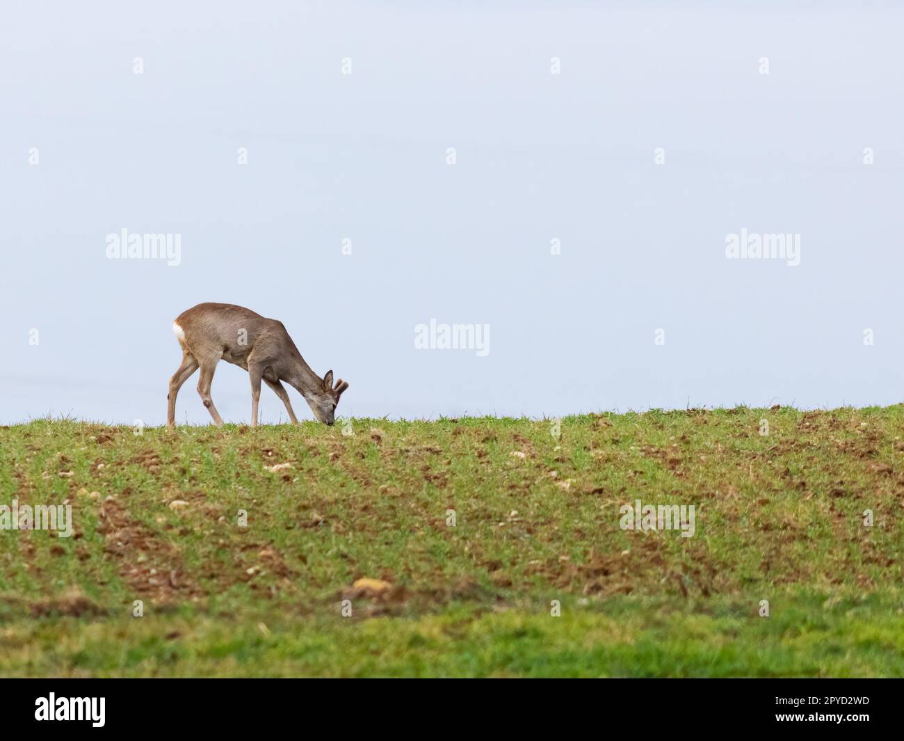 Baby deer eating grass hi-res stock photography and images - Alamy