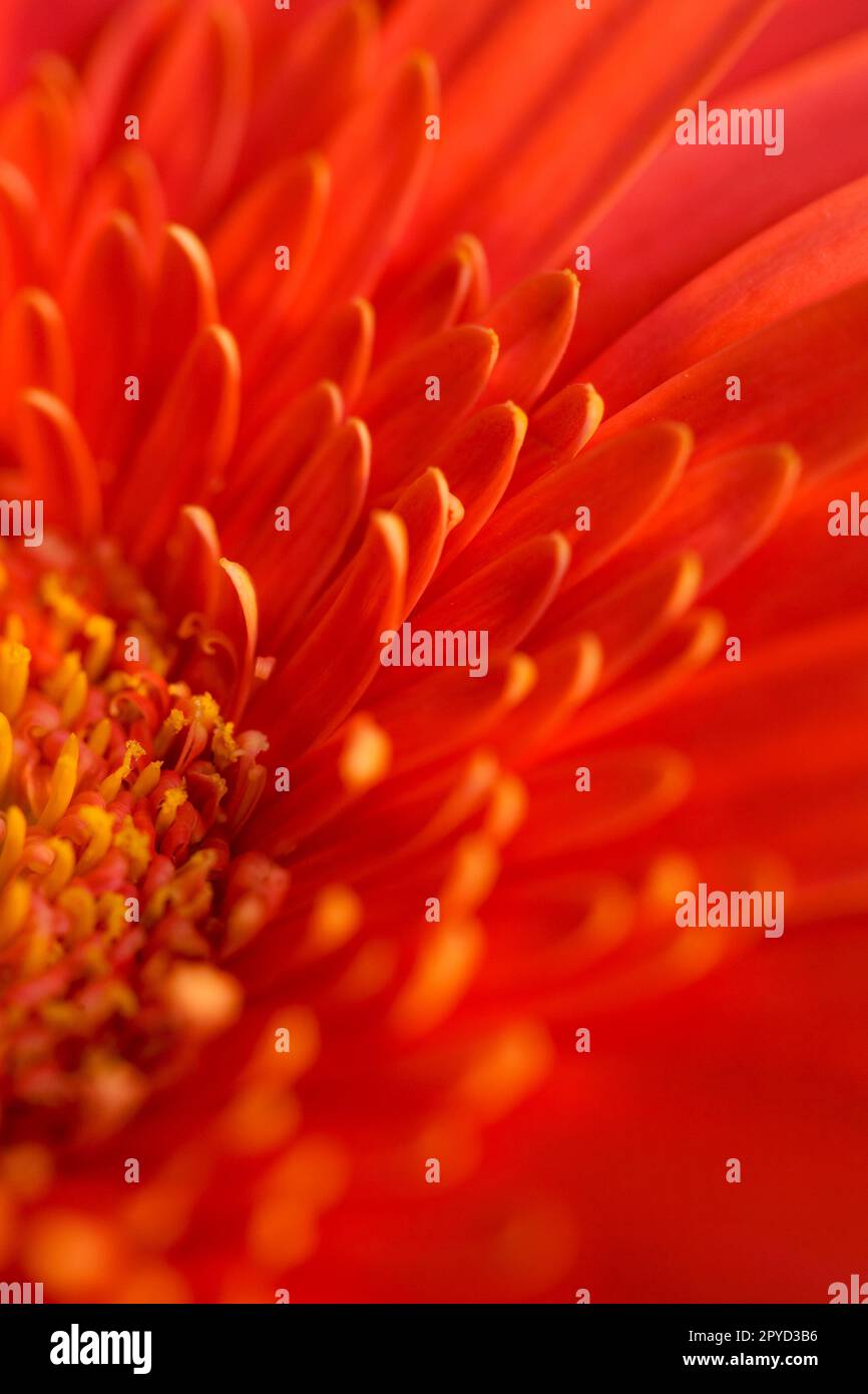 Flower formations hi-res stock photography and images - Alamy