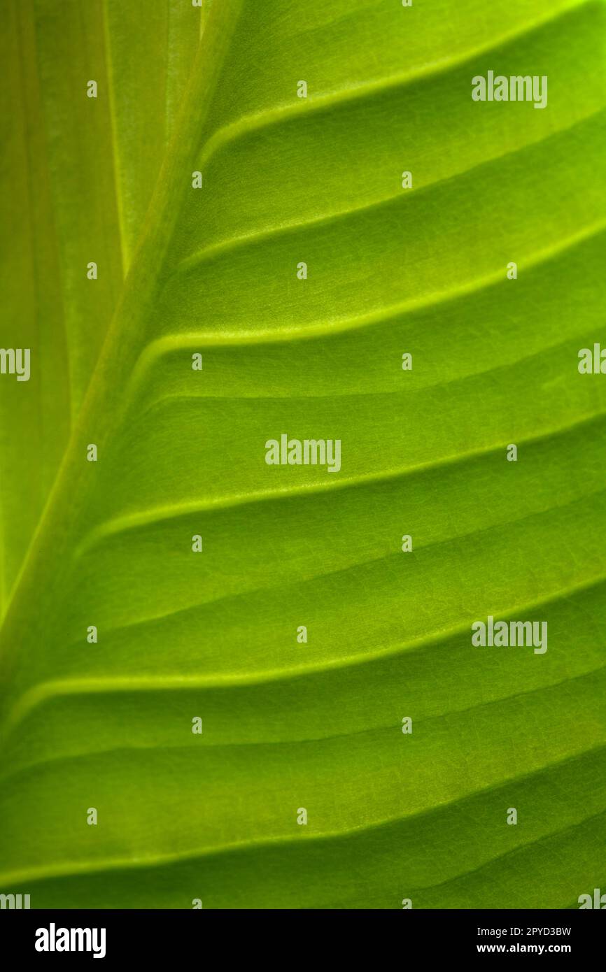 Leaf pattern hi-res stock photography and images - Alamy