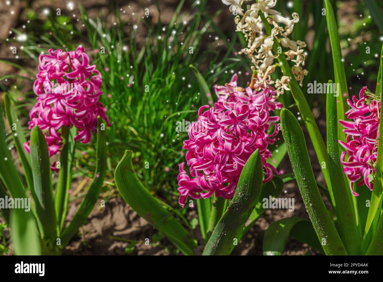 Blooming hyacinth grow in the garden. Spring gardening, outdoor concept ...