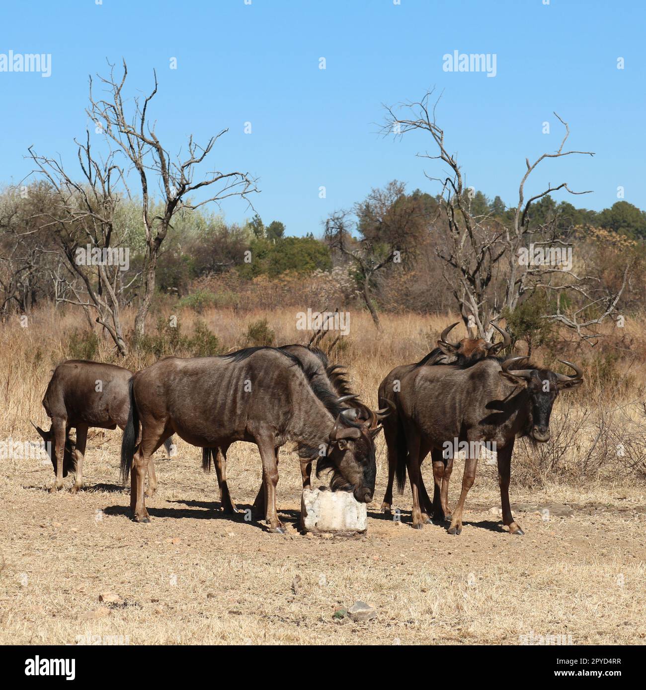 African wildebeest hi-res stock photography and images - Alamy