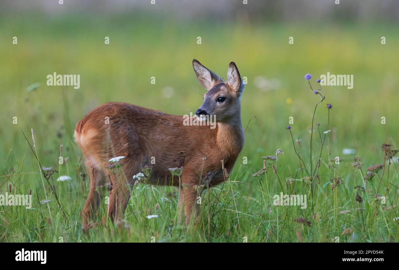 Roe deer grass hi-res stock photography and images - Alamy