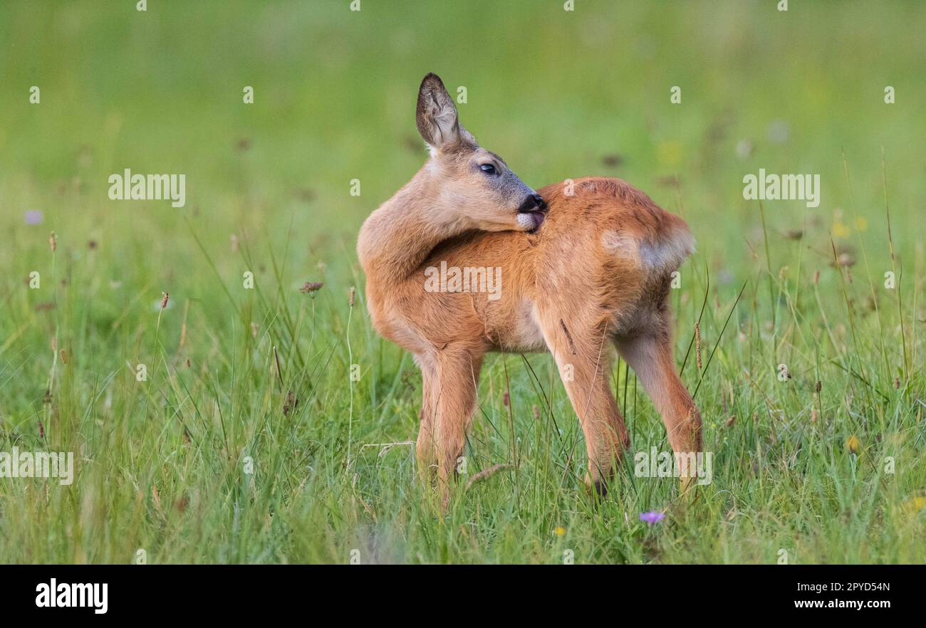 Roe-deer kid in grass Stock Photo - Alamy