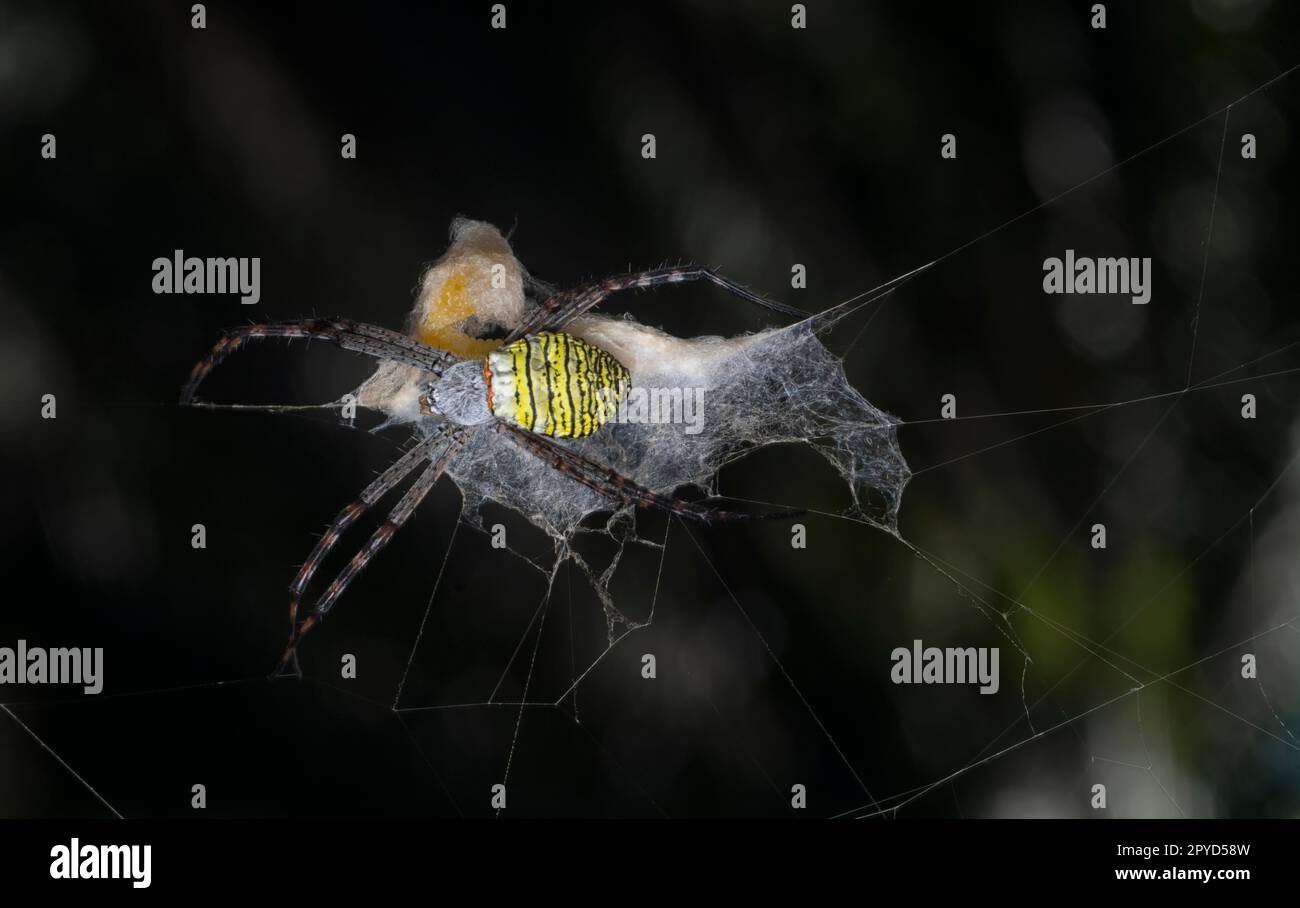 Yellow garden spider and the egg sac hanging on the web Stock Photo - Alamy