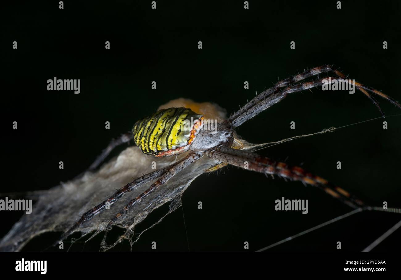 Yellow garden spider and the egg sac hanging on the web Stock Photo - Alamy