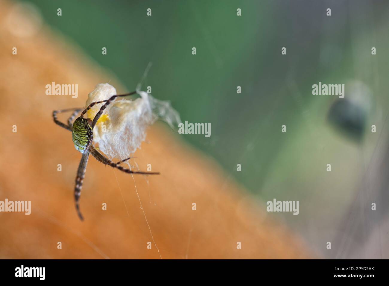 Hanging egg sac hi-res stock photography and images - Alamy