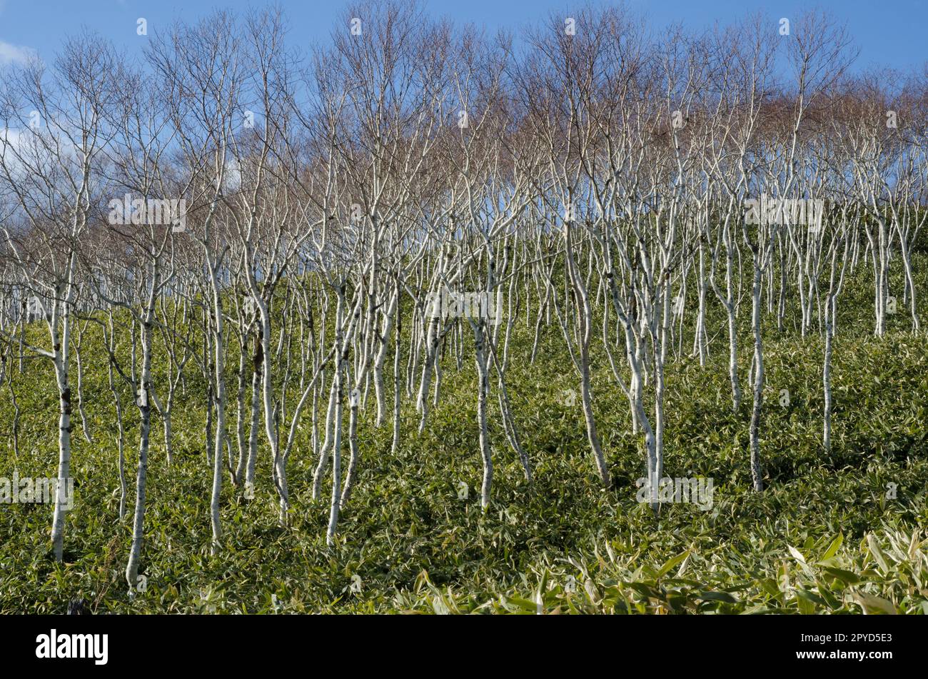 Japanese white birches hi-res stock photography and images - Alamy