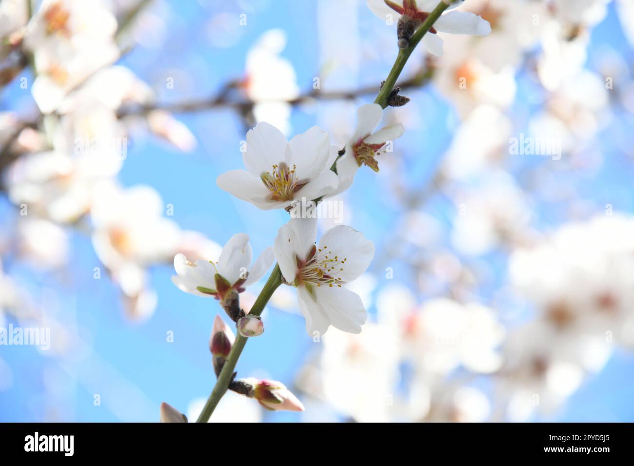 Almond blossoms on almond tree at the Costa Blanca, province of ...