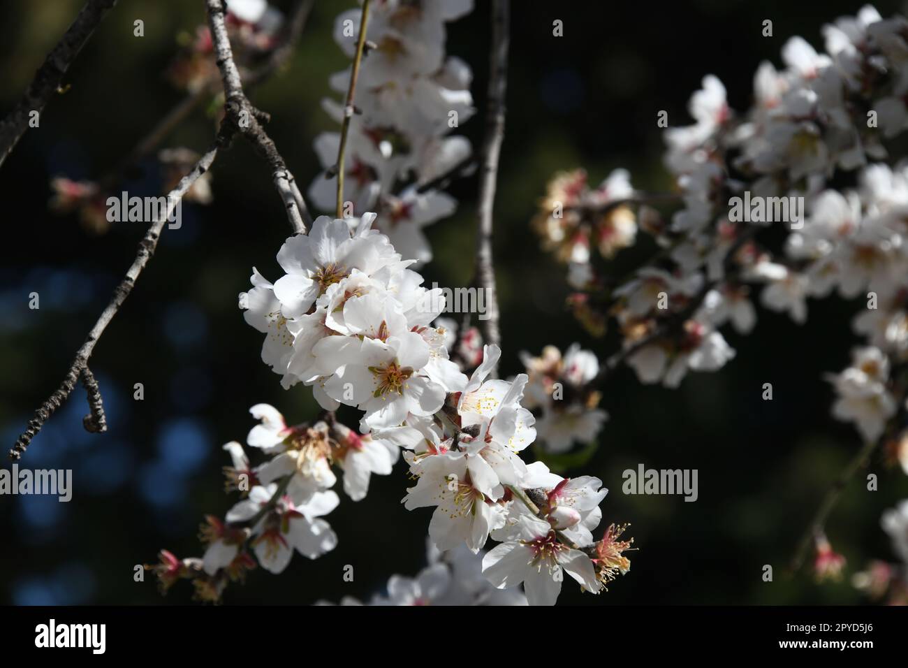 Almond blossoms on almond tree at the Costa Blanca, province of ...