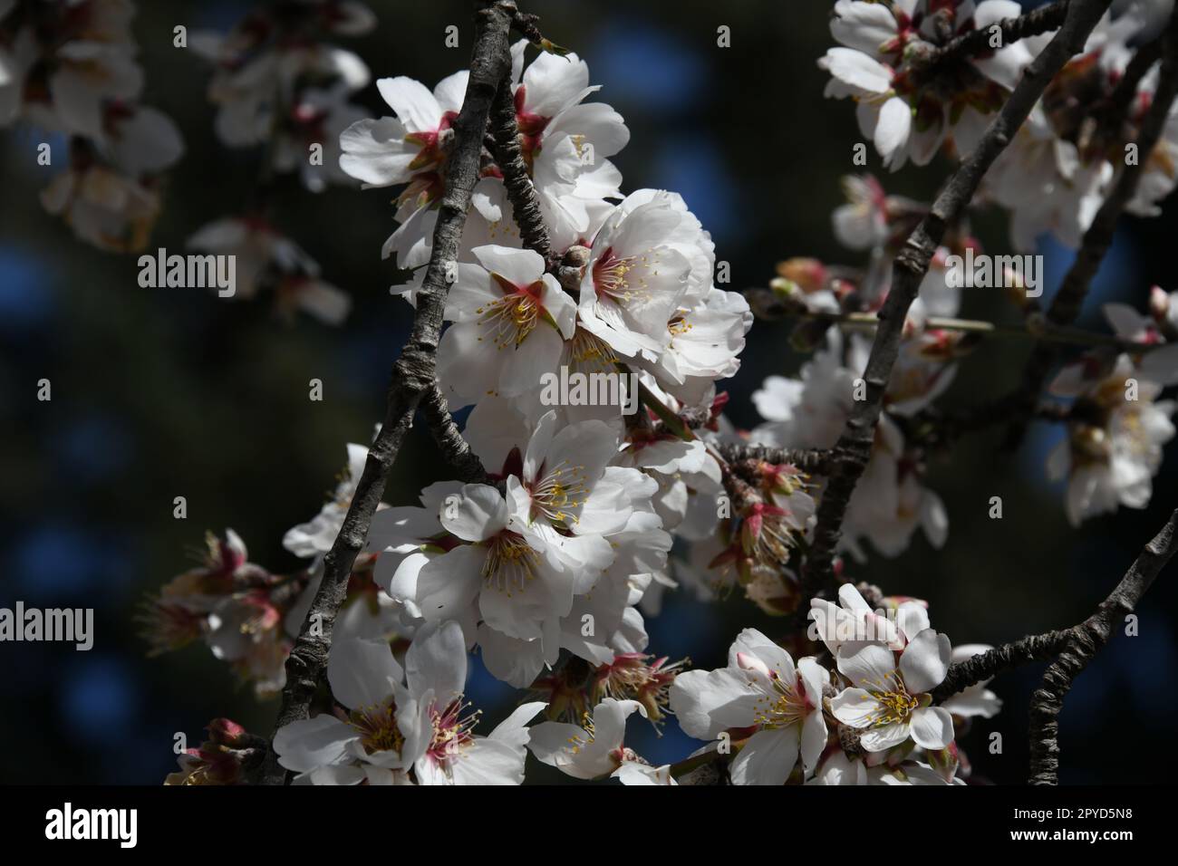 Almond blossoms on almond tree at the Costa Blanca, province of ...