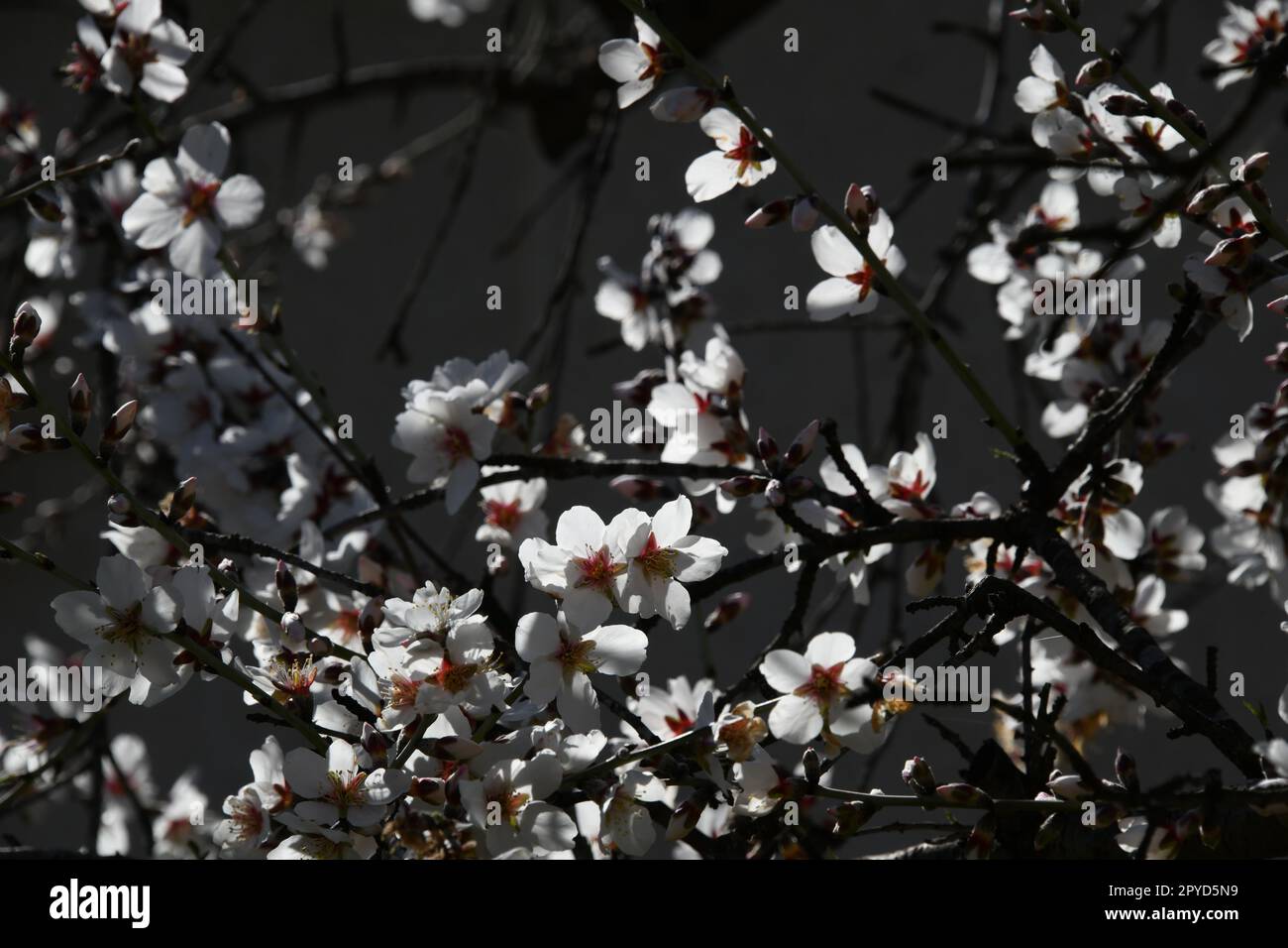 Almond blossoms on almond tree at the Costa Blanca, province of ...
