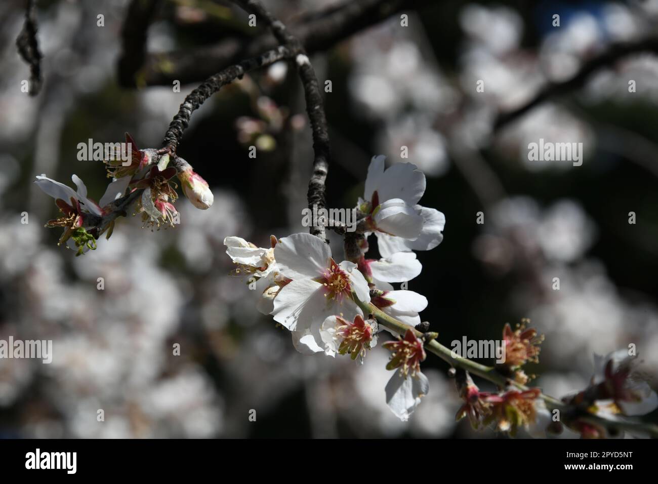 Almond blossoms on almond tree at the Costa Blanca, province of ...
