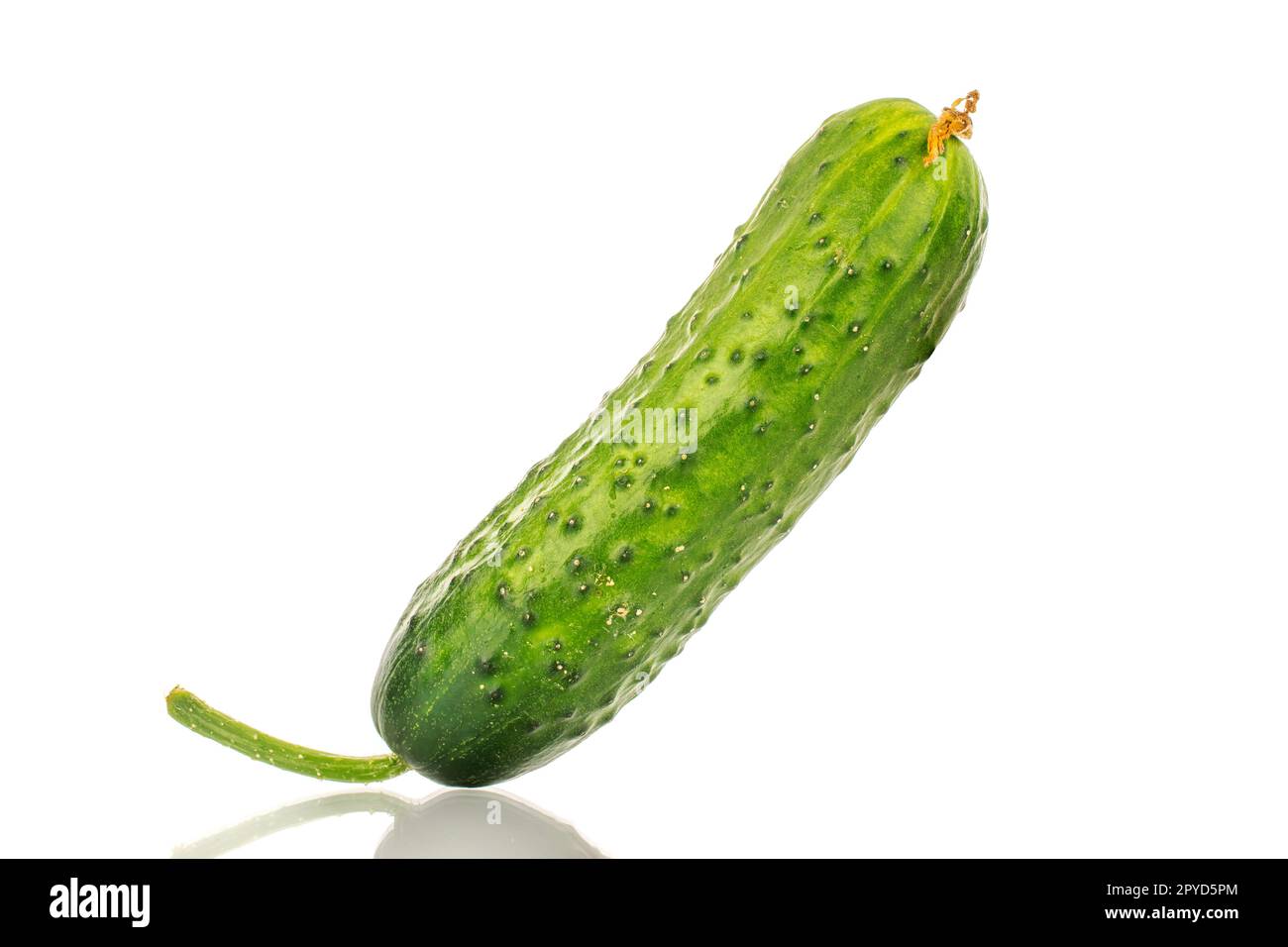 One ripe cucumber gherkin, macro, isolated on white background Stock ...