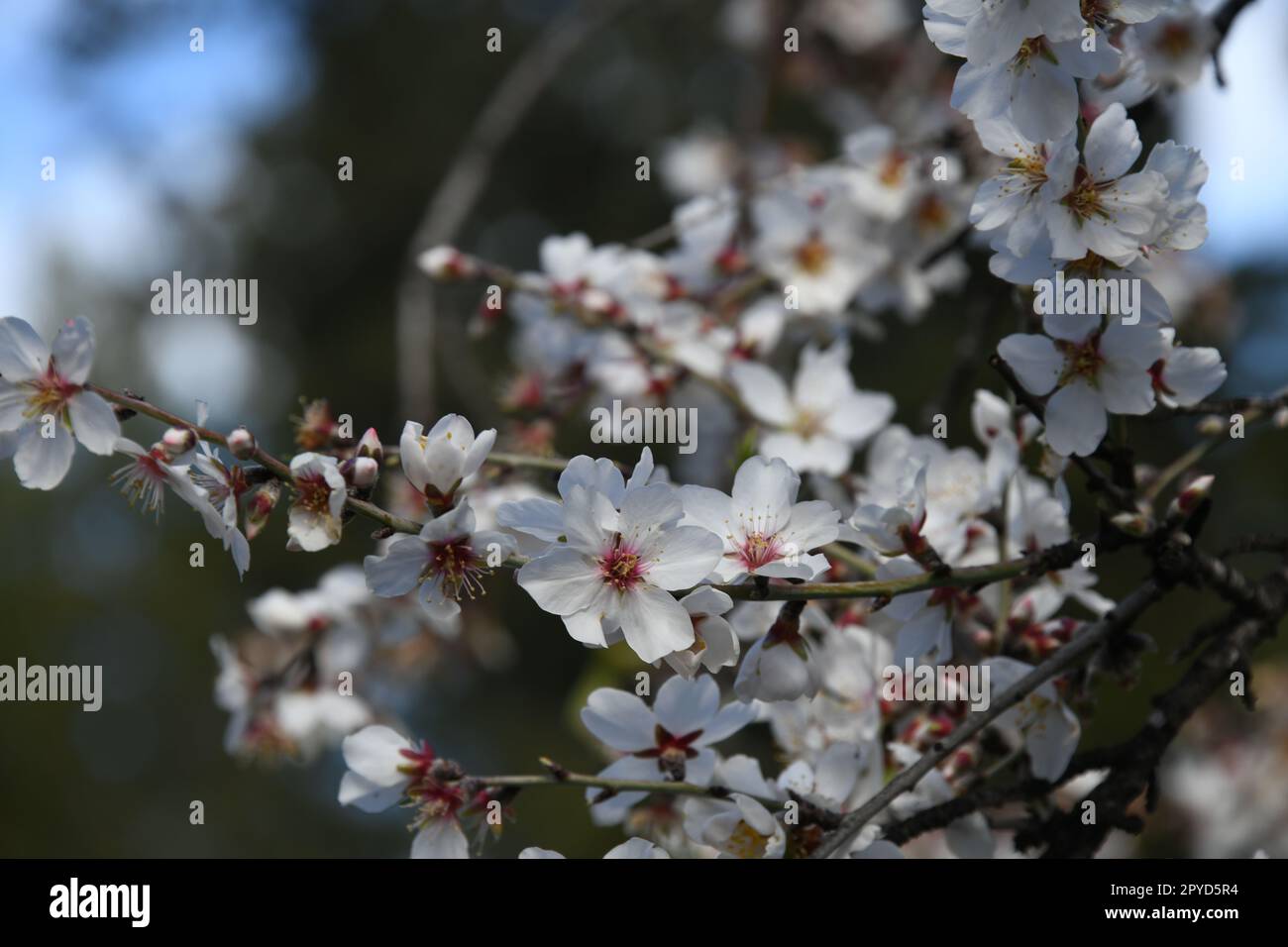 Almond blossoms on almond tree at the Costa Blanca, province of ...
