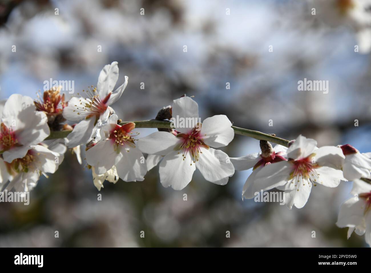 Almond blossoms on almond tree at the Costa Blanca, province of ...