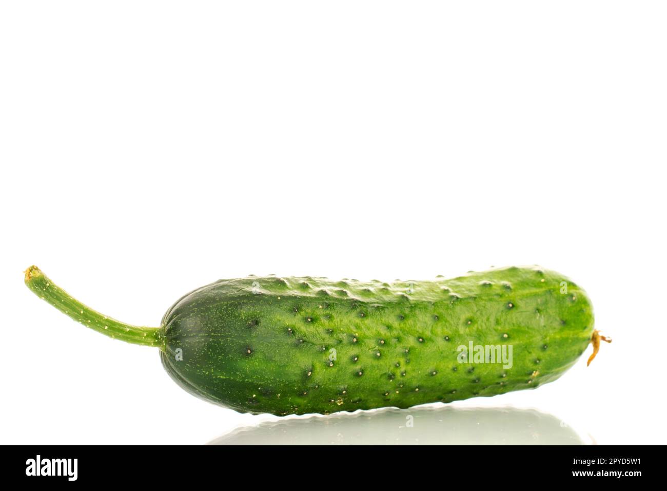 One ripe cucumber gherkin, macro, isolated on white background Stock ...
