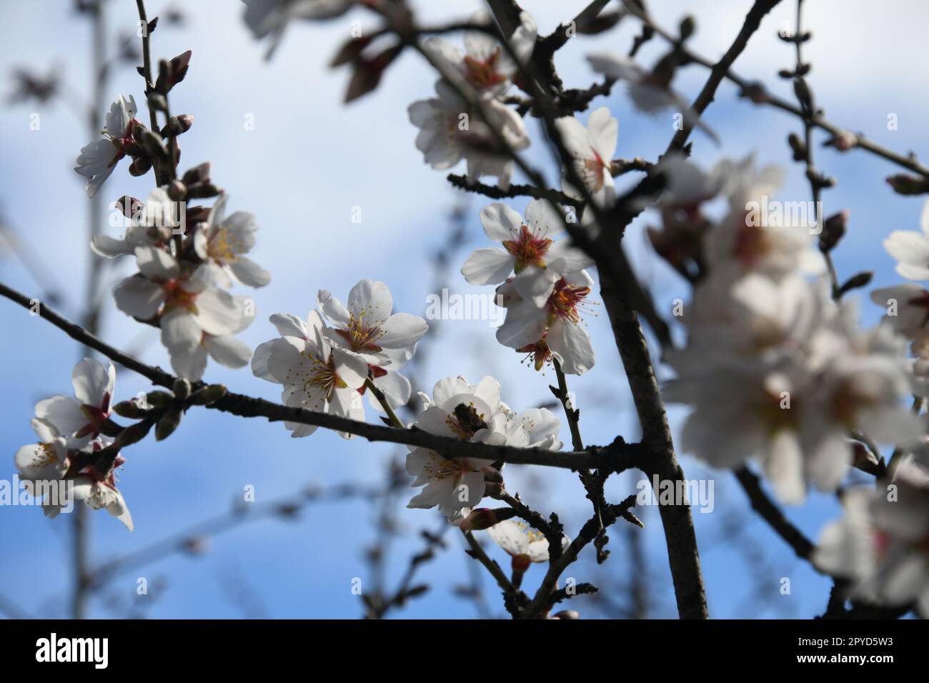 Almond blossoms on almond tree at the Costa Blanca, province of ...