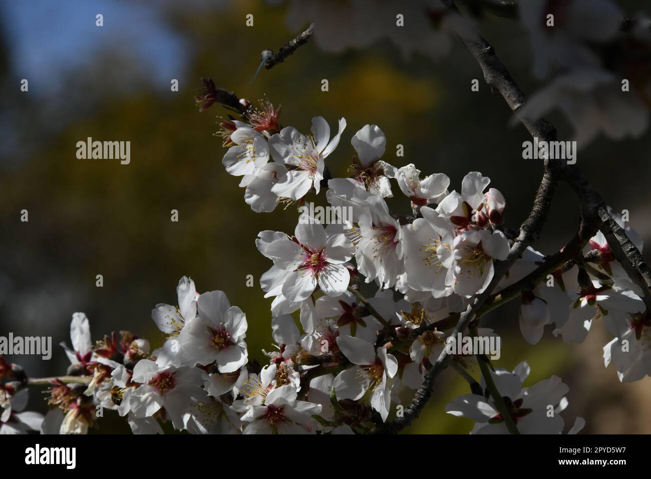 Almond blossoms on almond tree at the Costa Blanca, province of ...