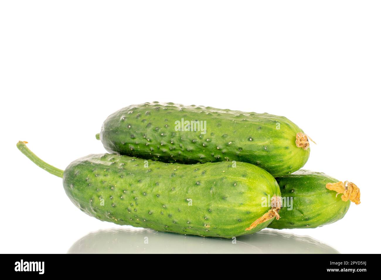 Cucumbers plants isolated on white hi-res stock photography and images ...