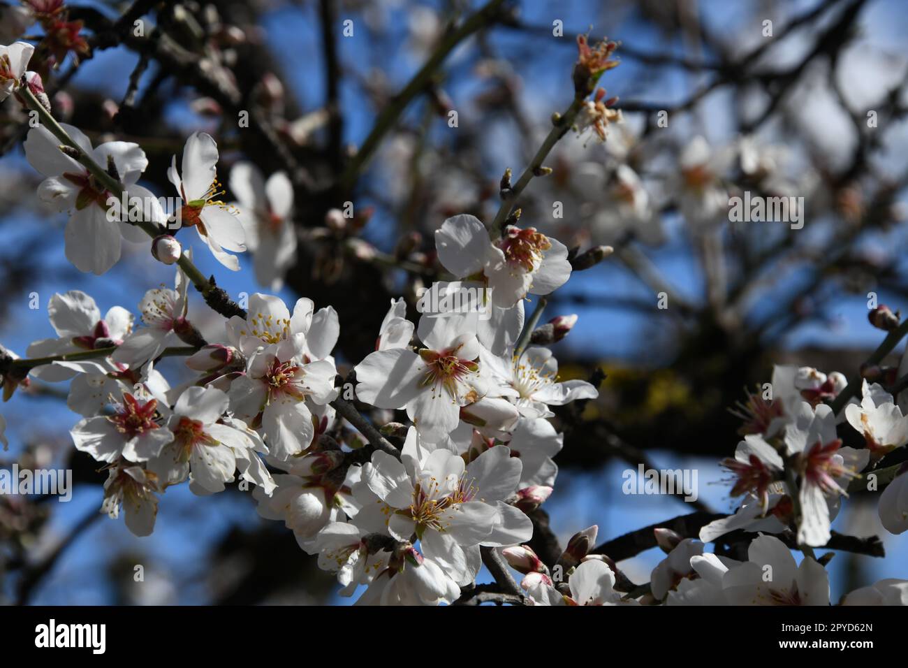 Almond blossoms on almond tree at the Costa Blanca, province of ...