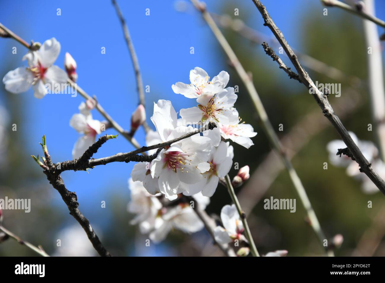Almond blossoms on almond tree at the Costa Blanca, province of ...