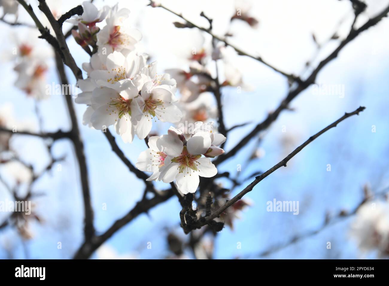 Almond blossoms on almond tree at the Costa Blanca, province of ...