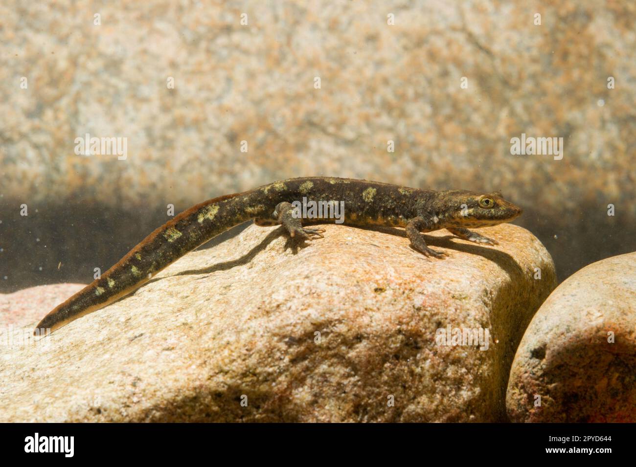 tritone sardo (Euproctus platycephalus Gravenhorst, 1829), anche detto ...