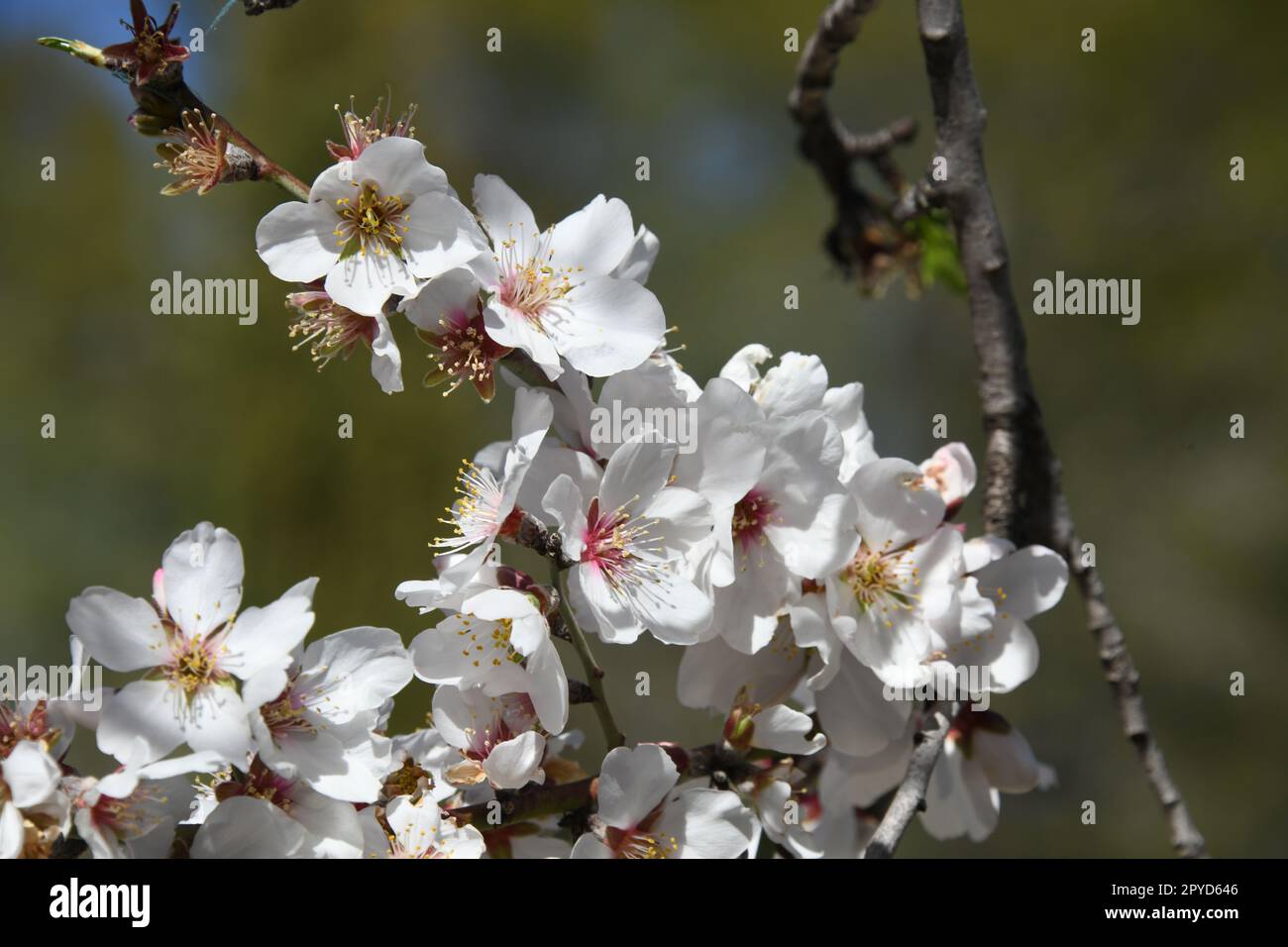 Almond blossoms on almond tree at the Costa Blanca, province of ...