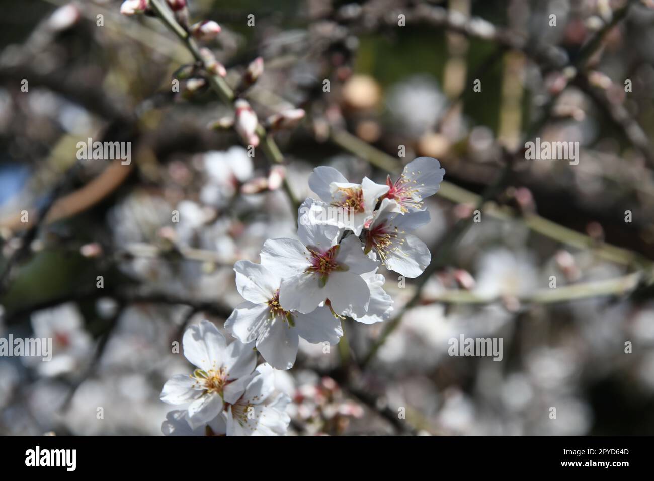 Almond blossoms on almond tree at the Costa Blanca, province of ...
