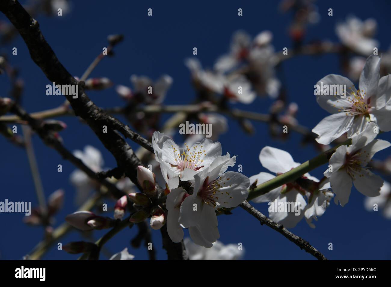 Almond blossoms on almond tree at the Costa Blanca, province of ...