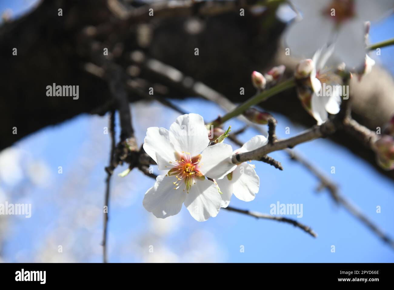 Almond blossoms on almond tree at the Costa Blanca, province of ...