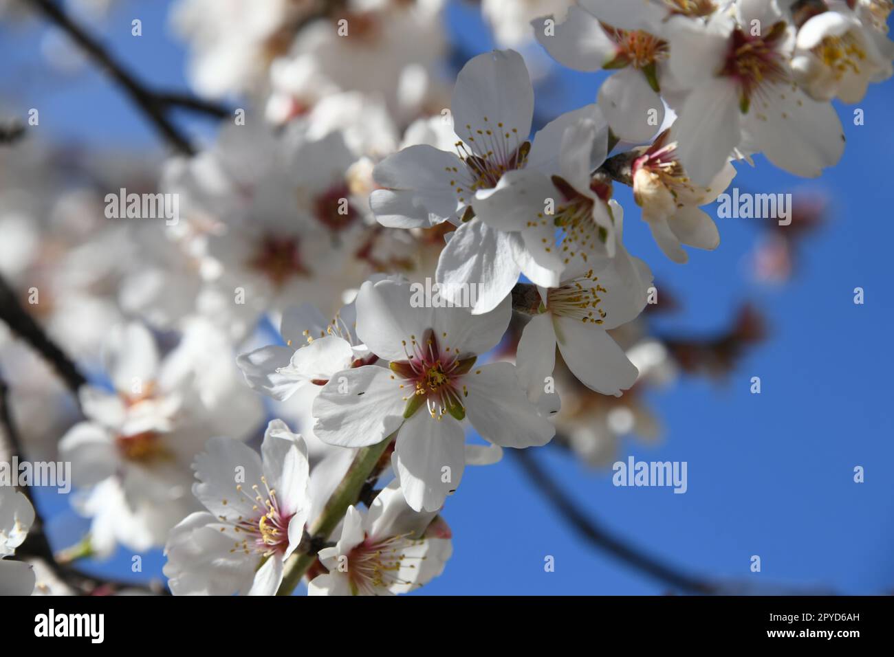 Almond blossoms on almond tree at the Costa Blanca, province of ...