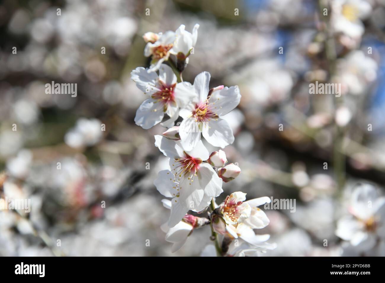 Almond blossoms on almond tree at the Costa Blanca, province of ...