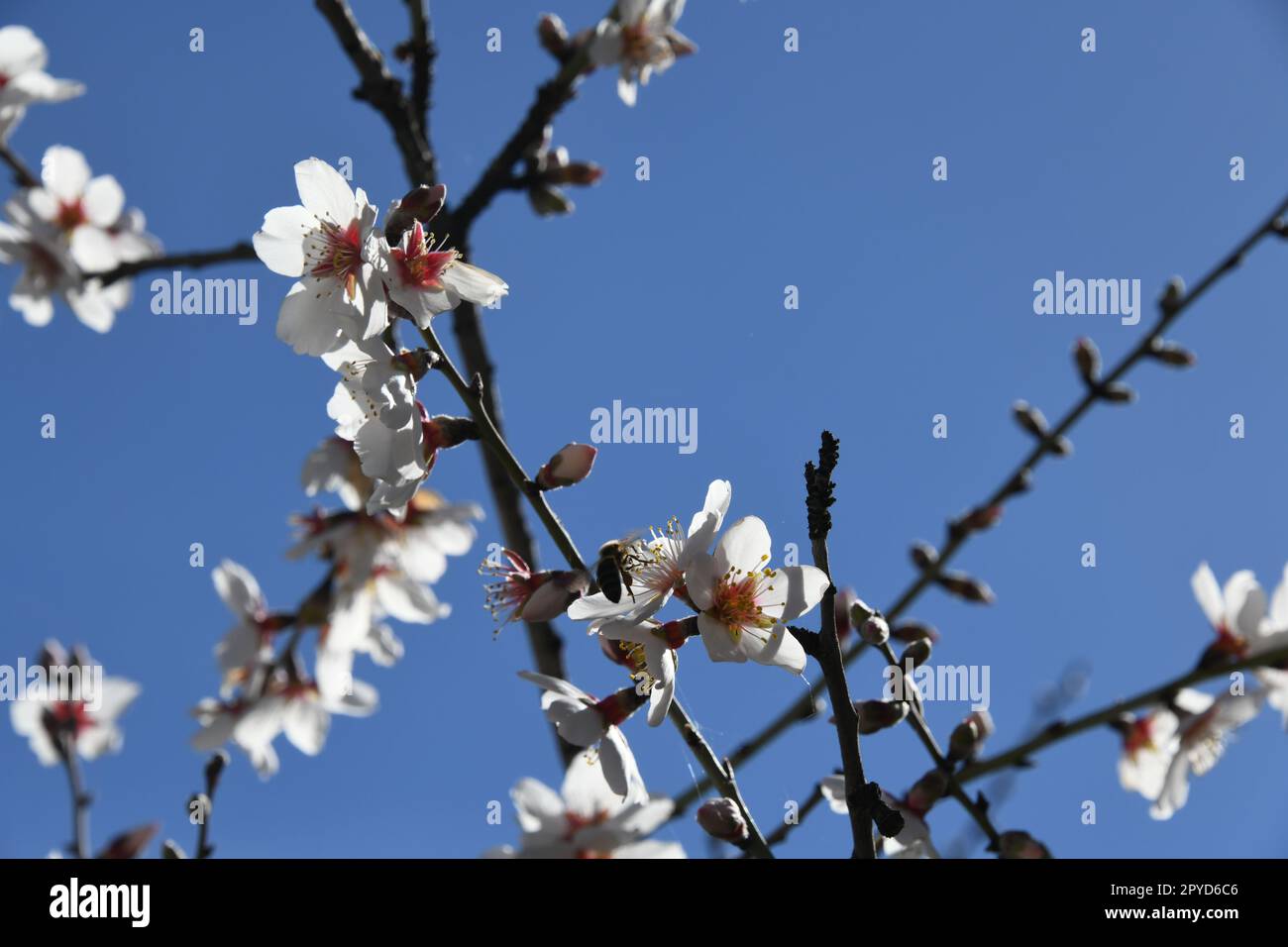 Almond blossoms on almond tree at the Costa Blanca, province of ...