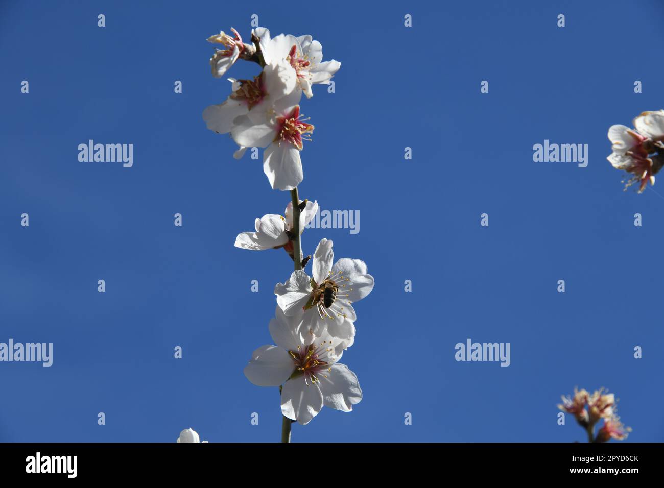 Almond blossoms on almond tree at the Costa Blanca, province of ...