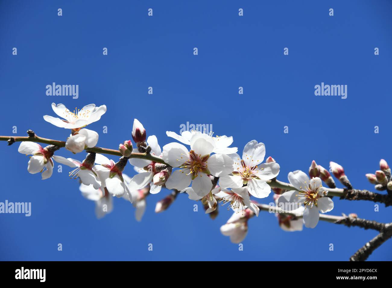 Almond blossoms on almond tree at the Costa Blanca, province of ...