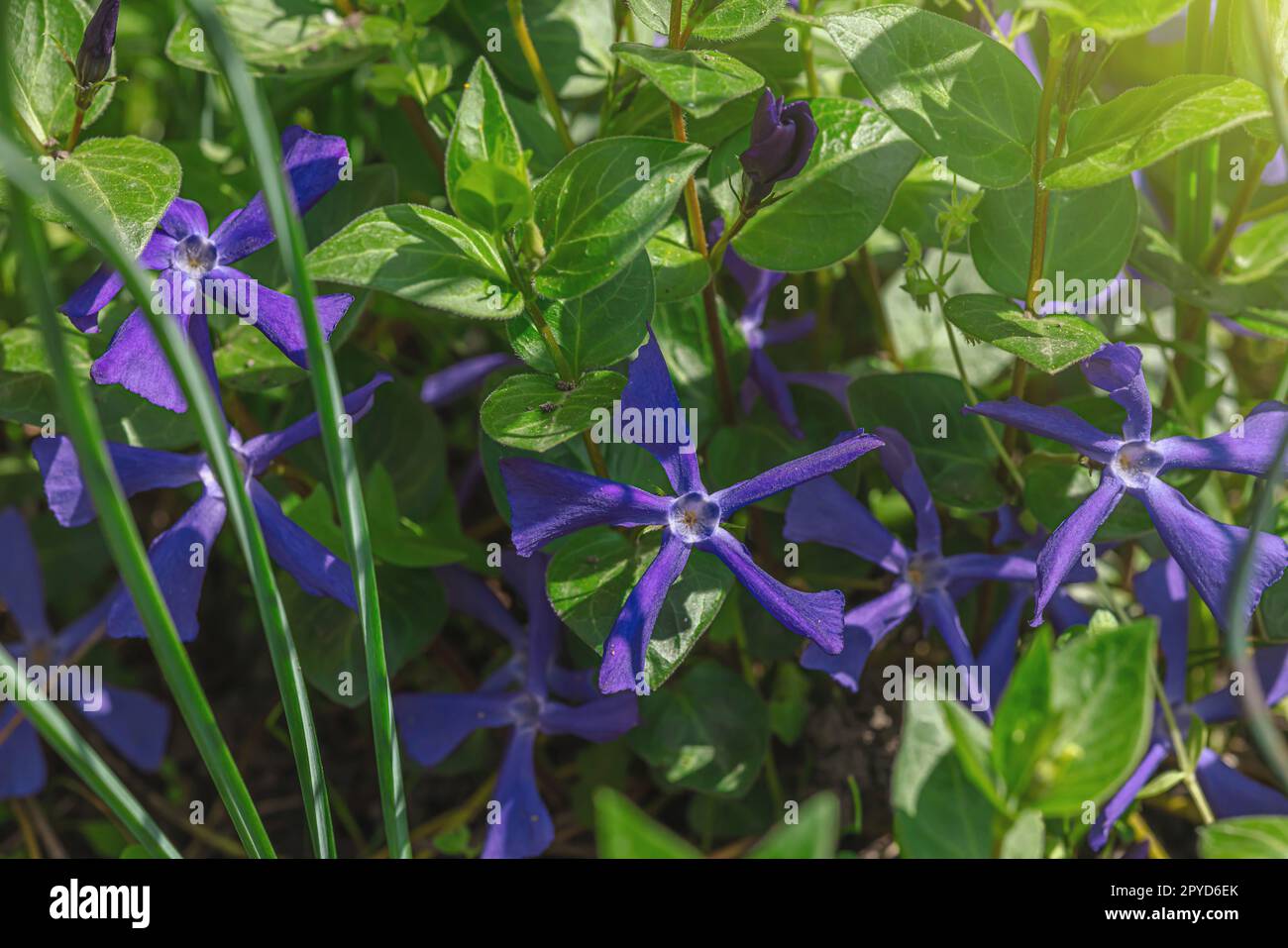 Blooming periwinkle grow in the garden. Spring gardening, outdoor ...